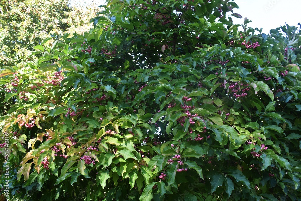 Euonymus Hamiltonianus, Hamilton's spindletree, Himalayan spindle or ...