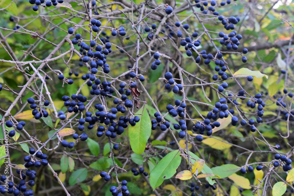 Ligustrum Sinense (Chinese Privet) with dark blue berries. Family ...