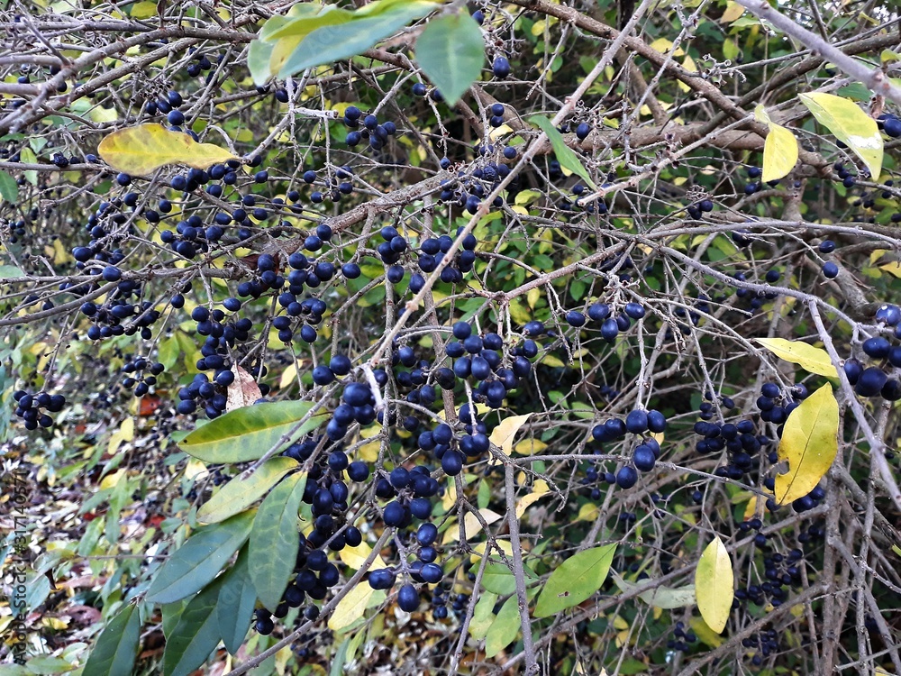 Ligustrum Sinense Berries
