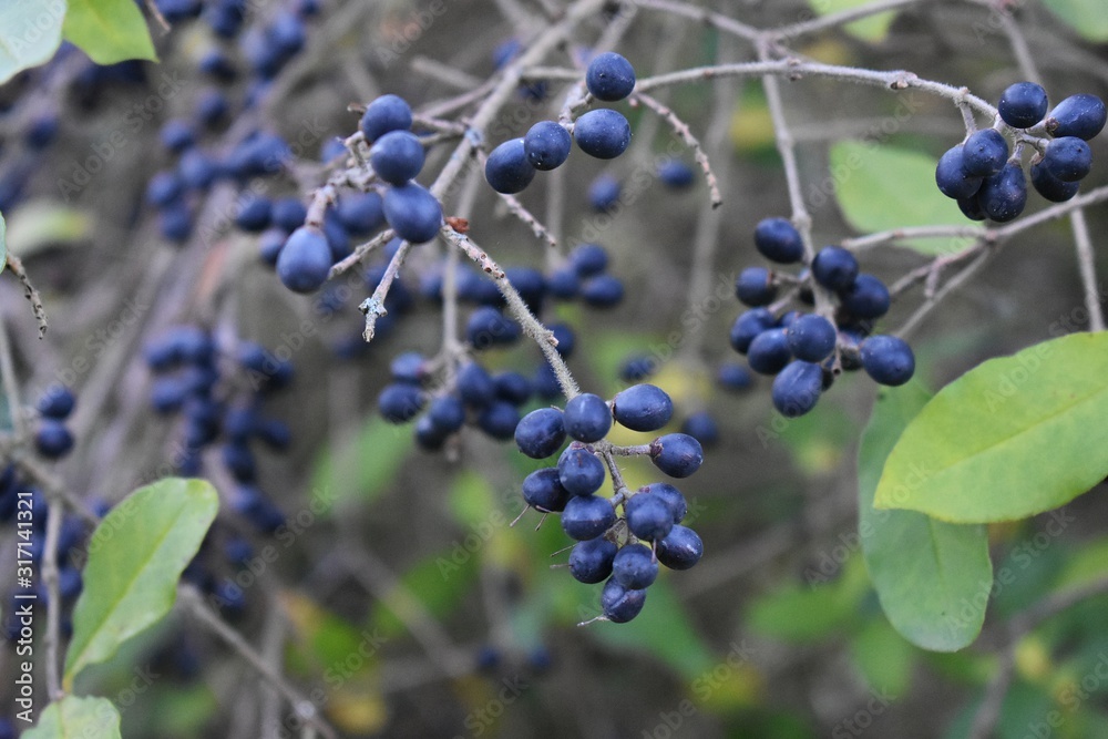 Ligustrum Sinense Berries