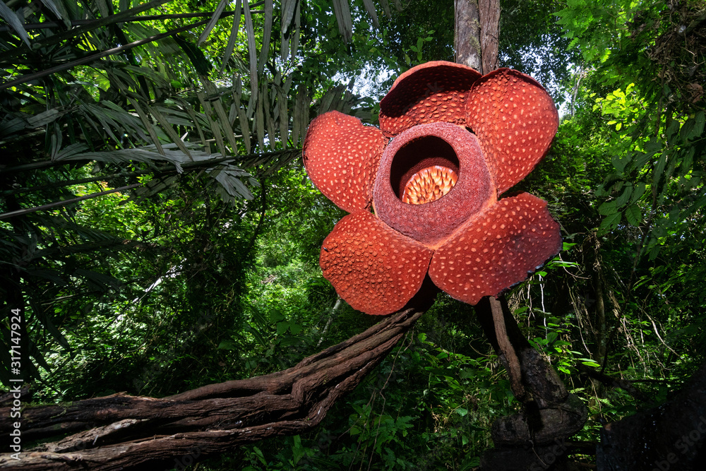 Rare Rafflesia Arnoldii Stock Photo | Adobe Stock