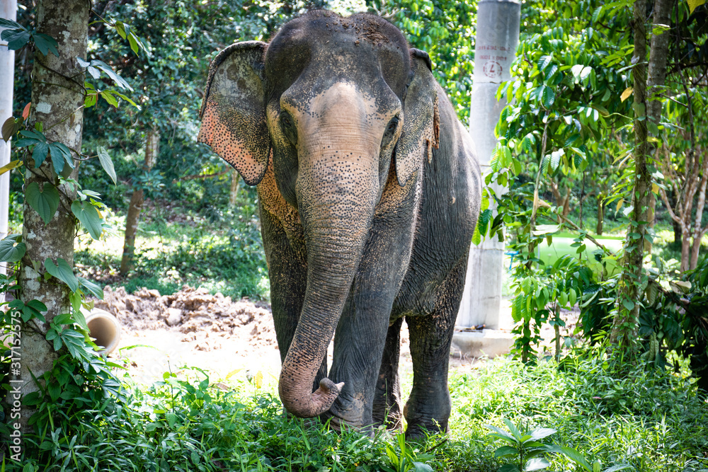 Asian Elephant Front View