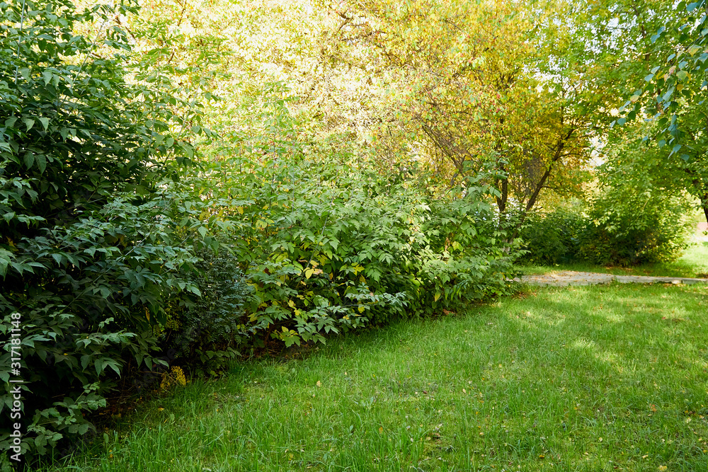 Trees and bushes surrounding a green lawn with grass on a summer or ...