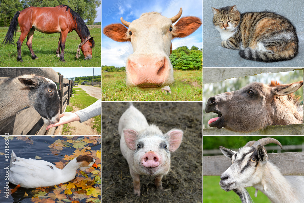 Different Types Of Domestic Animals