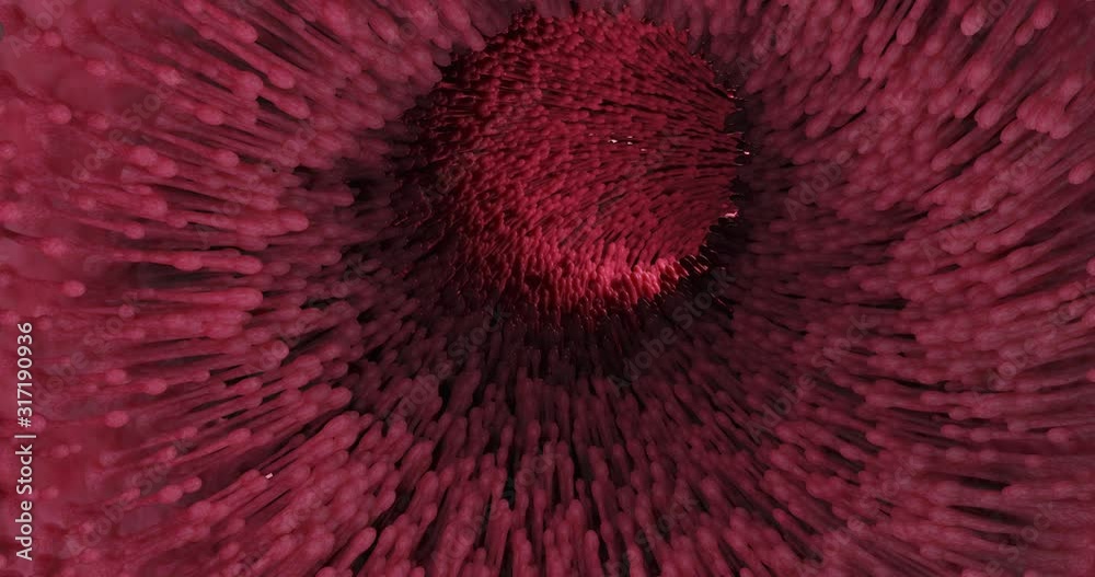 Realistic Villi Inside The Intestines Under The Microscope. Intestine ...