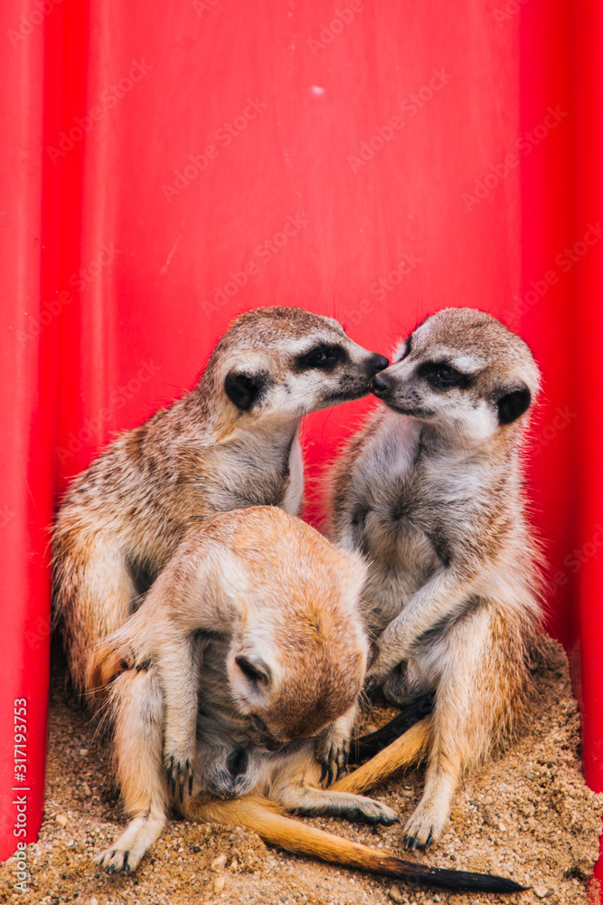 Meerkats In Love