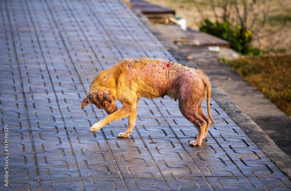 Old dog that was abandoned as a leper looks pathetic Stock Photo ...