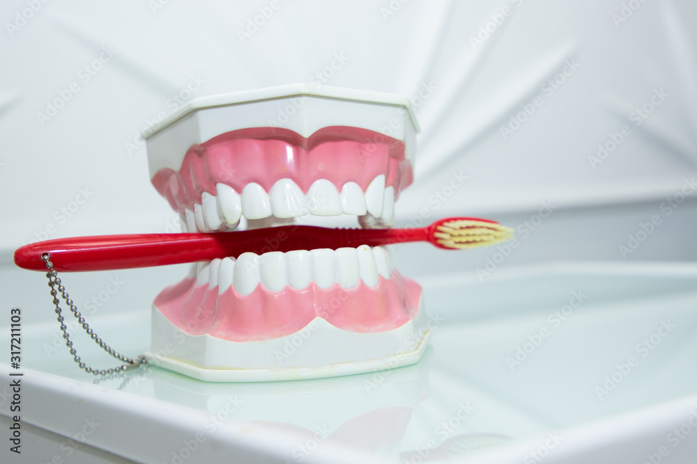 Close up tooth model / mock tooth in dental clinic. Mock tooth or tooth ...