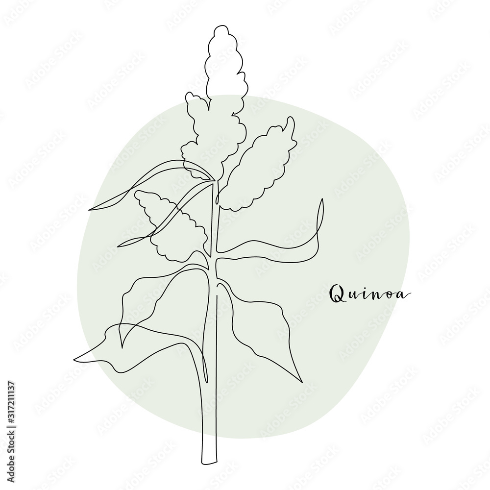 Continuous line quinoa, grain crop. Vector line art. Perfect for logo ...