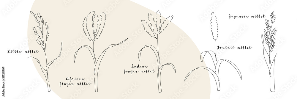 Continuous line millet, grain crop. Vector line art. Perfect for logo ...