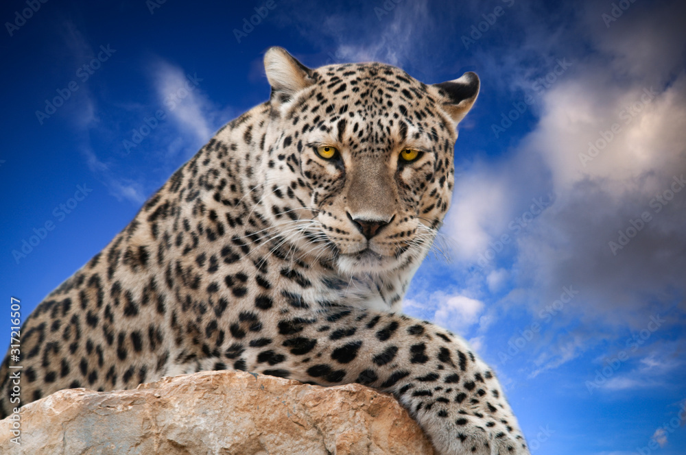 The African leopard (Panthera pardus pardus) is the nominate subspecies ...