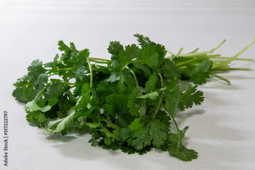 Cilantro Chinese Parsley