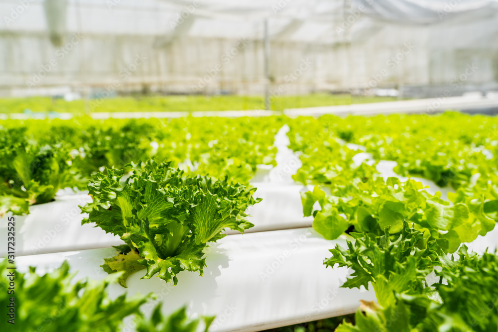 Hydroponics vegetables Green oak lettuce growing in plastic pipes at ...