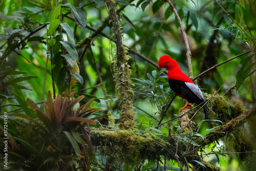 Andean Cock of the Rock - Rupicola peruviana, iconic colored bird from ...