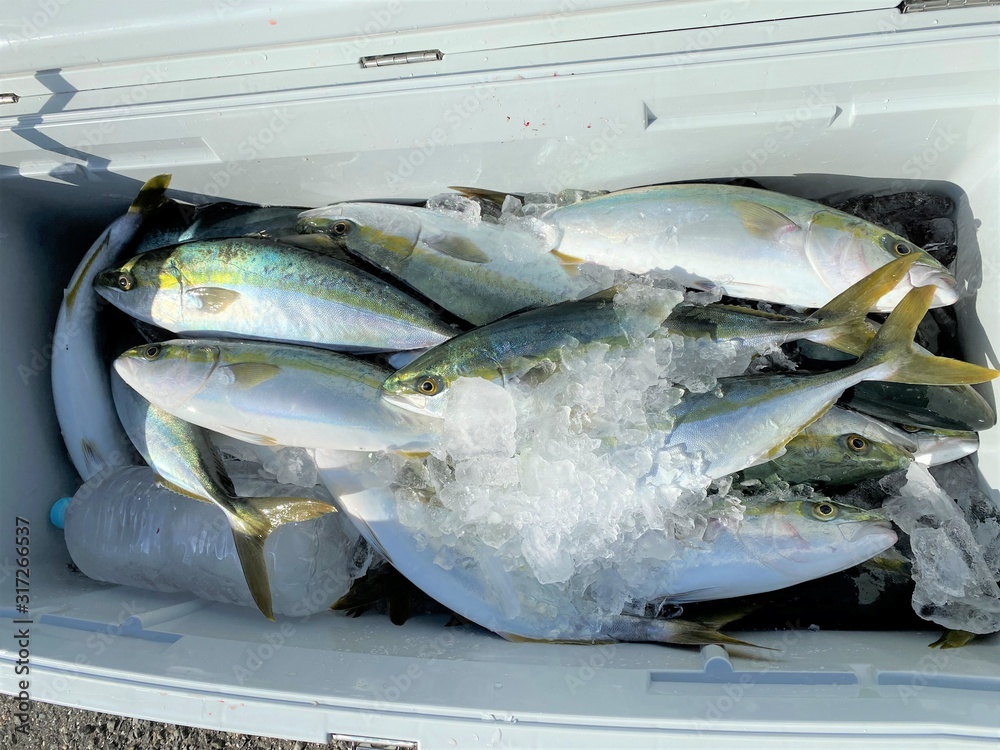 Catch of a big catch of yellow tail by boat fishing. Stock Photo ...