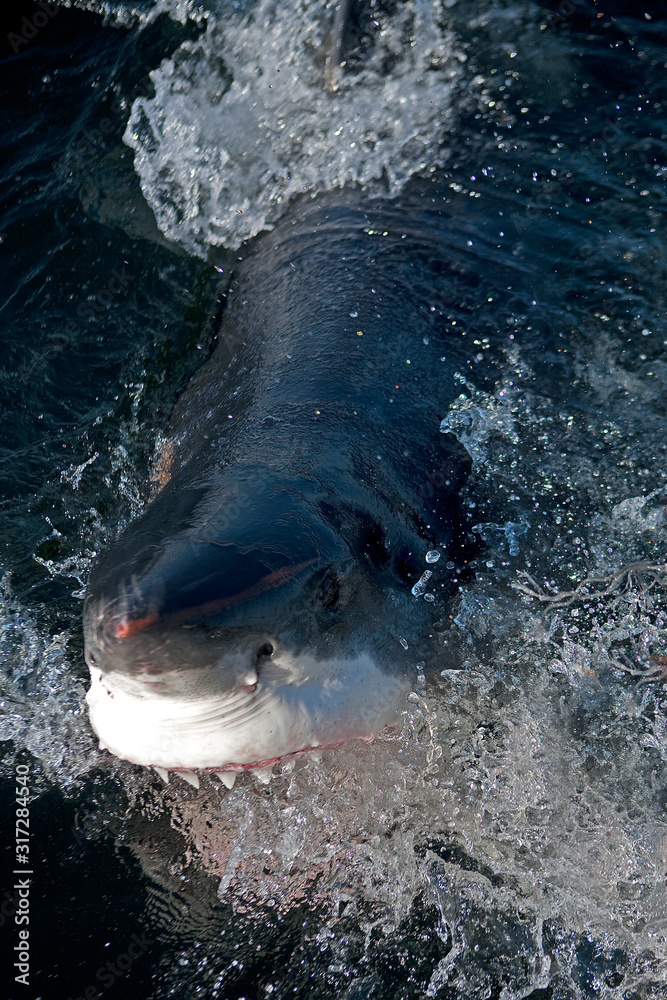 GRAND REQUIN BLANC carcharodon carcharias Stock Photo | Adobe Stock
