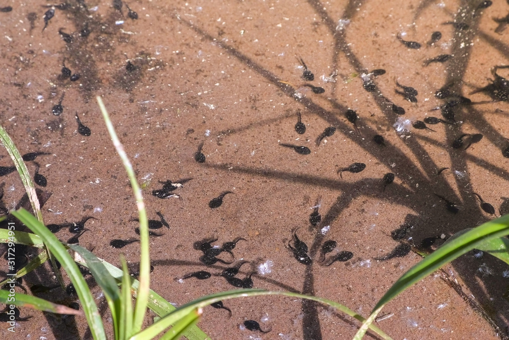 Tadpoles are swimming in shallow pond. Early stage frog tadpoles of ...
