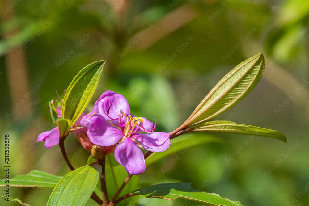 Stockfoto Heen Bovitiya (Osbeckia octandra), A Native Flower of Sri ...