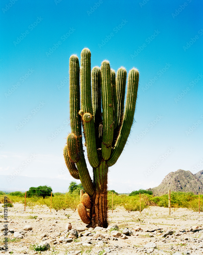 Large saguaro cactus growing in desert Stock Photo | Adobe Stock