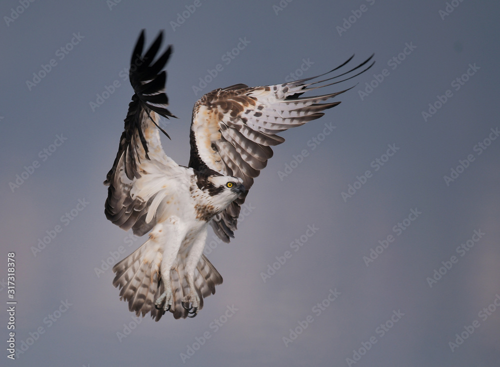 Osprey (pandion haliaetus) In Flight ,Jezreel Valley Stock Photo ...