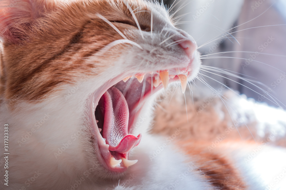 Primer plano de la boca de un gato. Lengua de gato. Macro Stock Photo ...