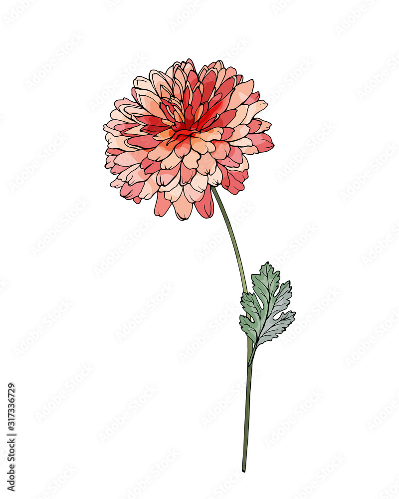 Single Flower With Stem White Background