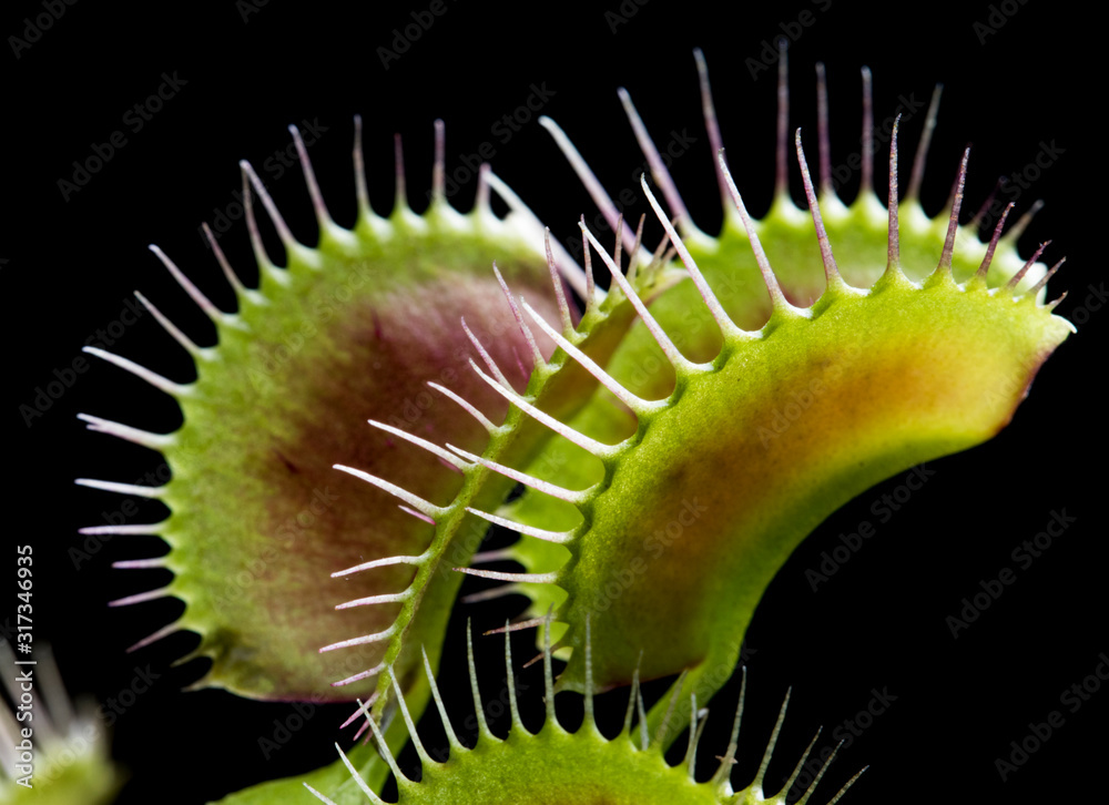 Carnivore plants Venus Flytrap panoramic view. Multiple spiky traps on ...