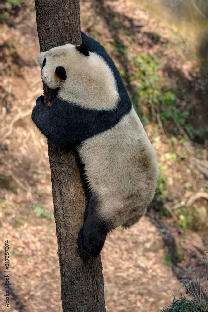 Panda Bear Climbing a tree in the forest of Bifengxia nature reserve ...