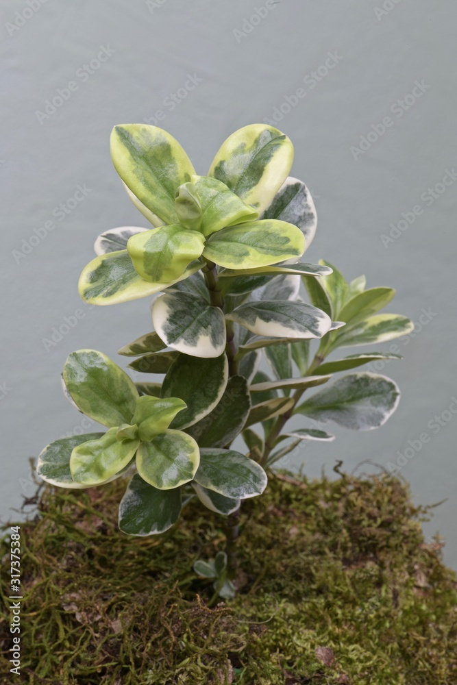 sprouts of young evergreen shrubs in pots Stock Photo | Adobe Stock