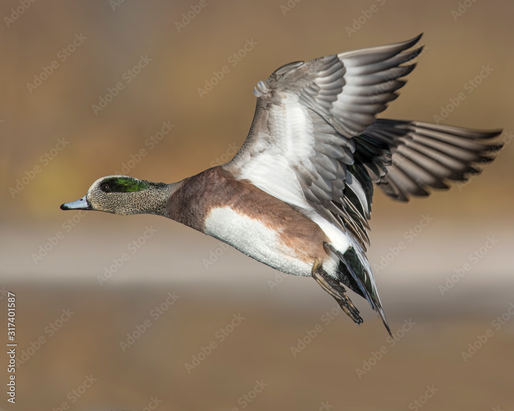 American Wigeon In Flight