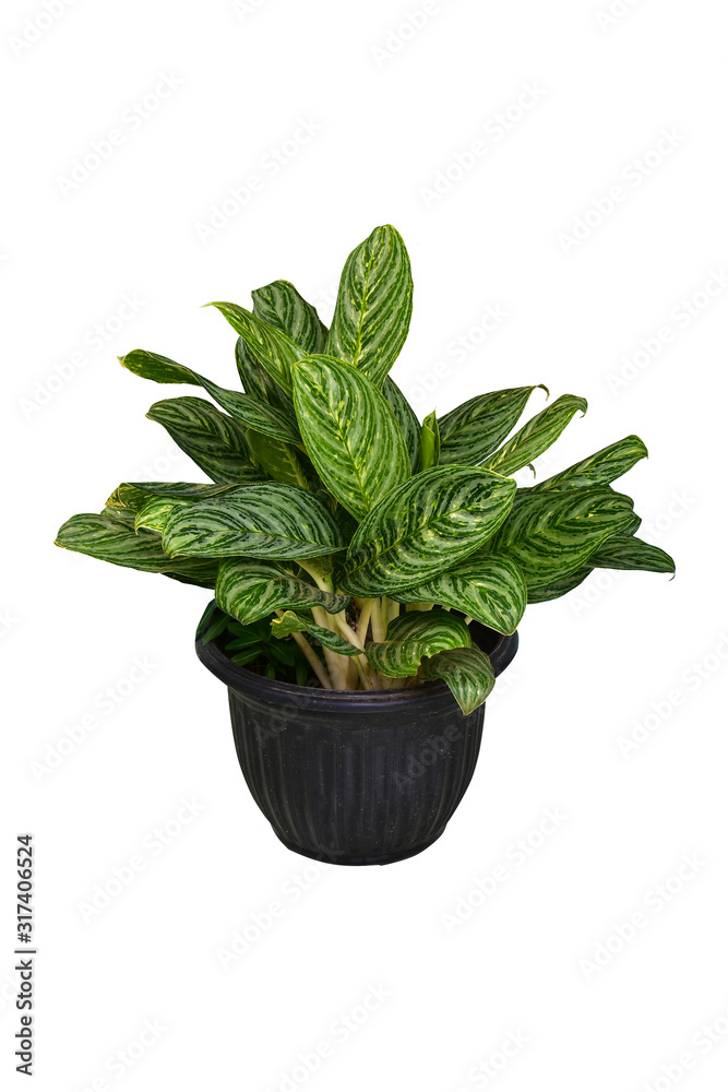 Tropical leaves set isolated on white background with clipping path ...