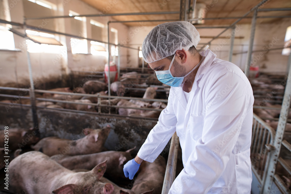 Foto de Veterinarian doctor observing pigs at pig farm. Controlling ...