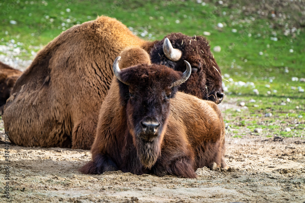 American buffalo known as bison, Bos bison in the zoo Stock Photo ...