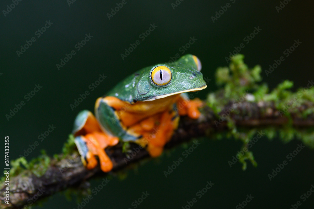 Splendid tree frog or splendid leaf frog (Cruziohyla calcarifer). A ...
