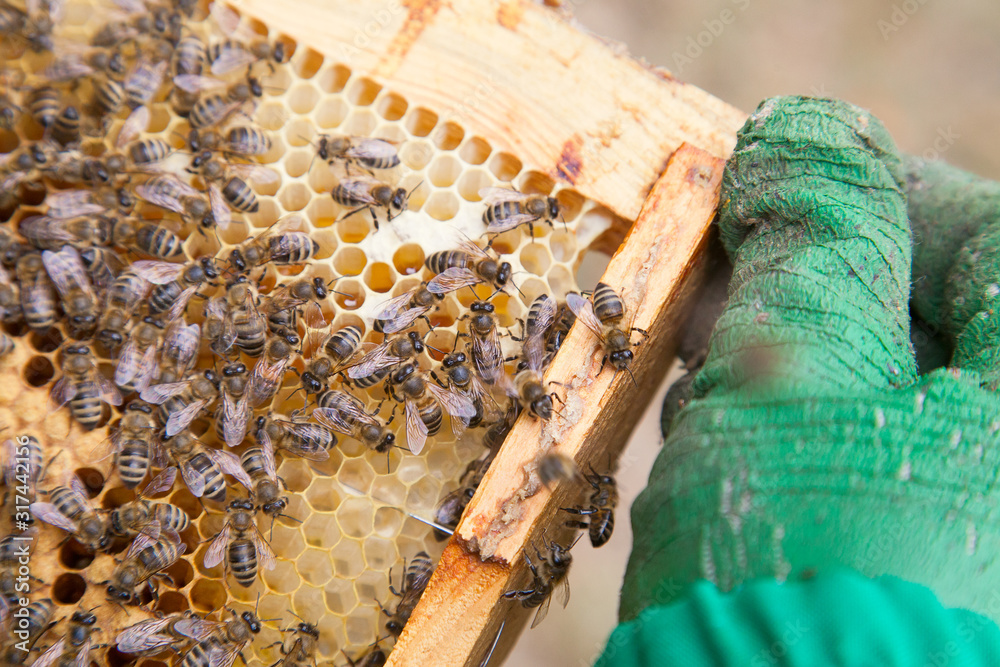Working bees in a hive on honeycomb. Bees inside hive with sealed and ...
