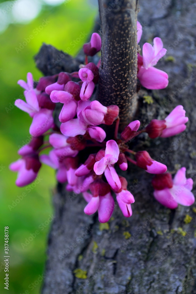 Spring pink blooming flowers Cercis canadensis (Eastern redbud). Judas ...