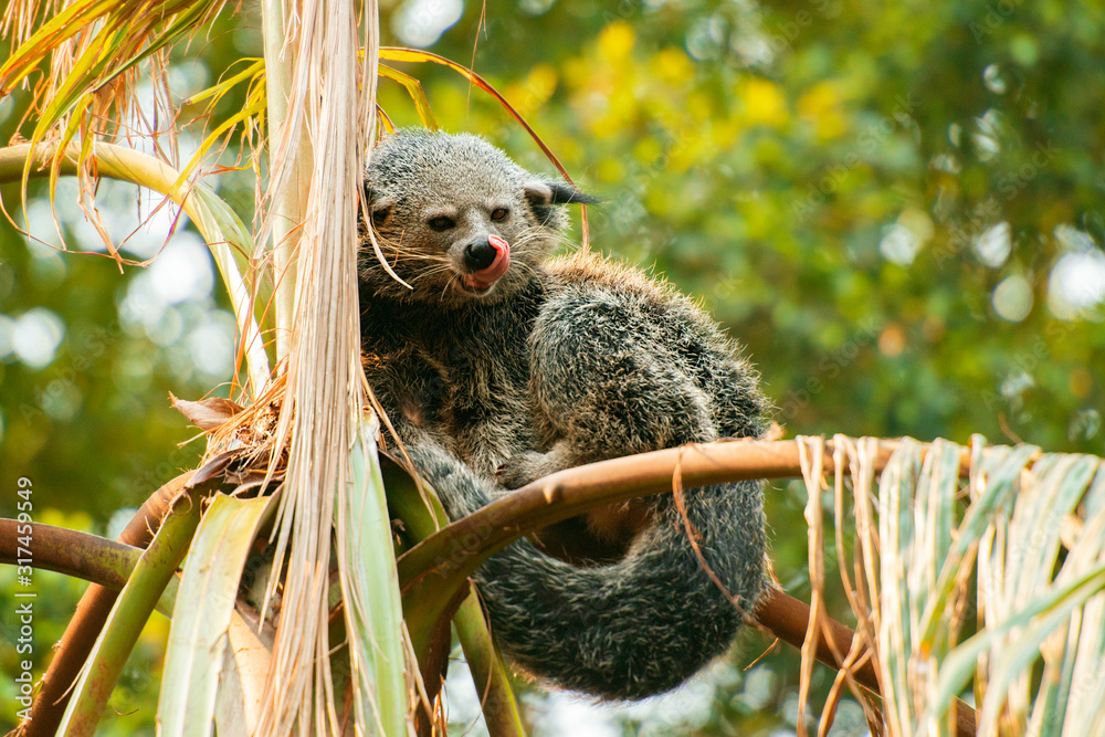 Binturong, also known as bearcat out in nature. Stock Photo | Adobe Stock