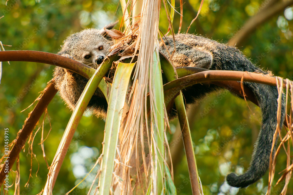 Binturong, also known as bearcat out in nature. Stock-Foto | Adobe Stock