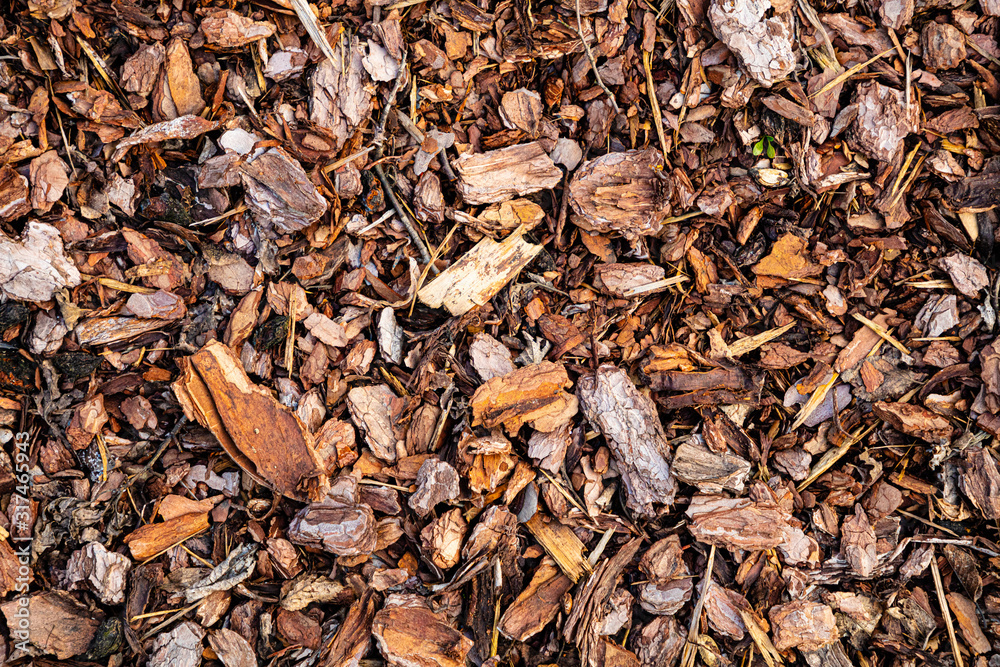 Tree Pine bark pieces top view. Interesting wooden texture or wood ...