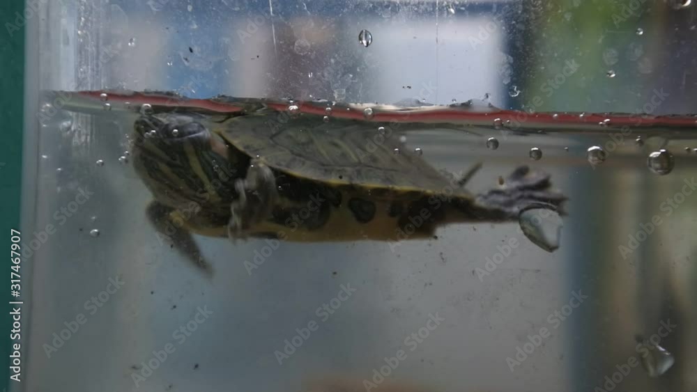 Brazilian tortoises swim in clear water aquariums Stock Video | Adobe Stock