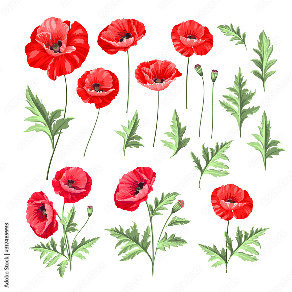 Botanical Poppy Flower Drawing