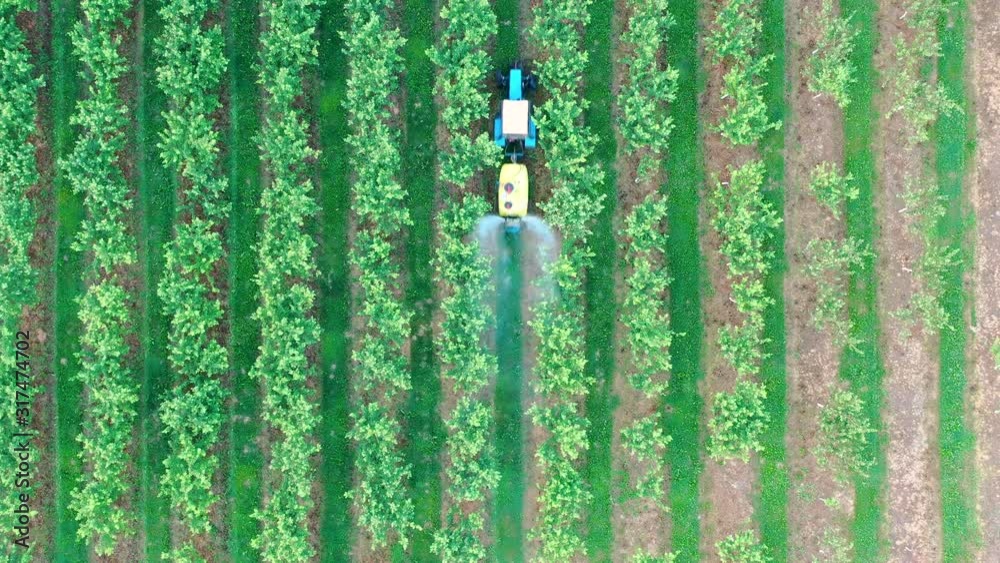 Tractor Spraying Apple Trees In Garden With Herbicides And Pesticides