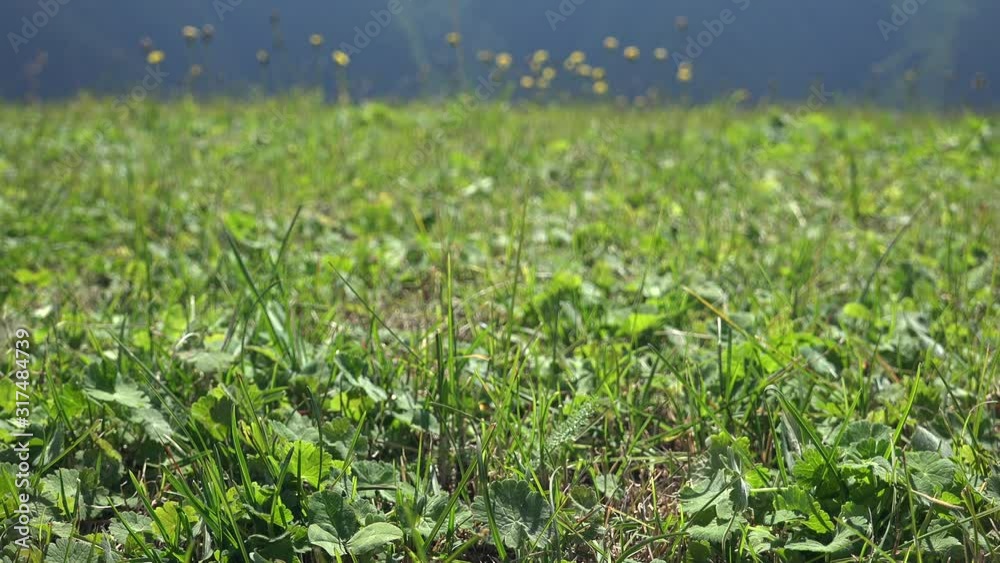 Meadow is an open habitat or field, vegetated by grass plants ...