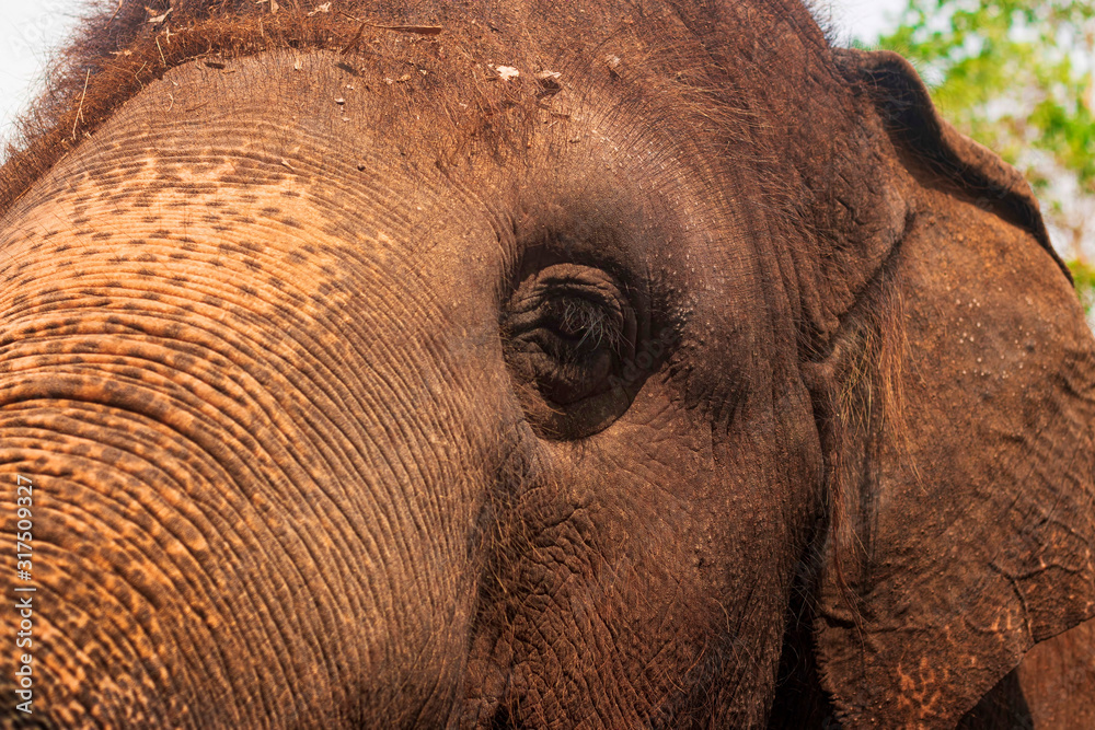 Eye of the elephant. Sadness from the eye of the elephant, Gigantic ...