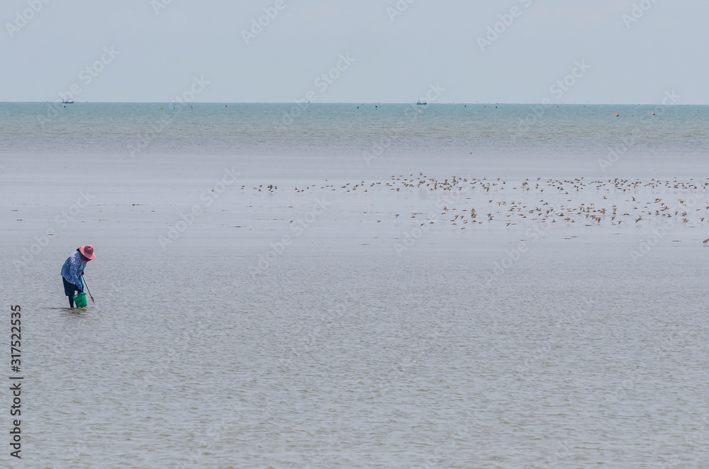Villager catching clams on mud beach At Ban Laem Bay, Phetchaburi ...