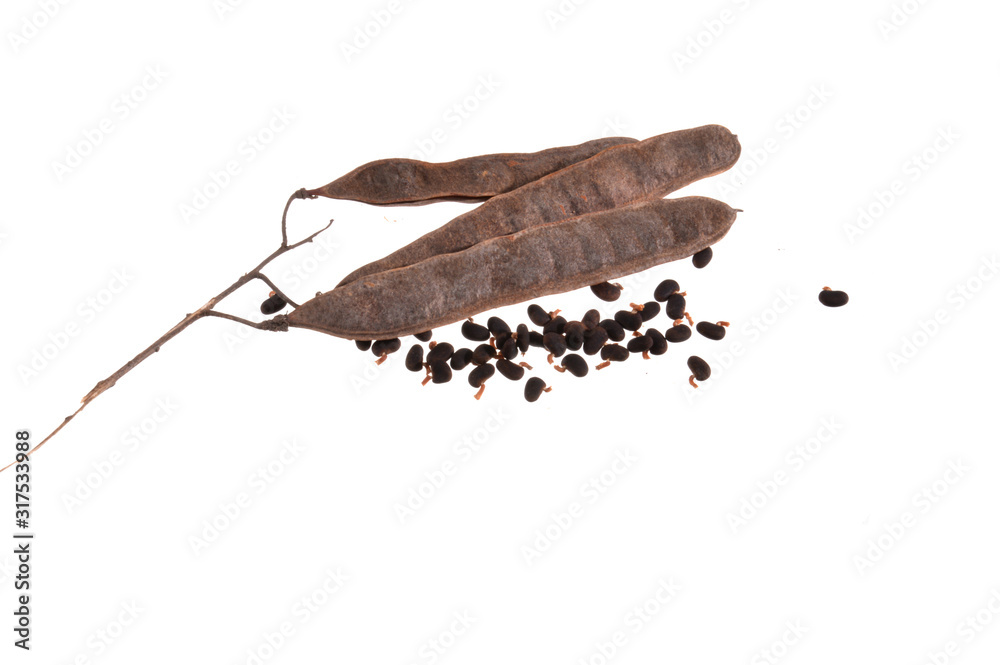 acacia seeds isolated on white background Stock Photo | Adobe Stock