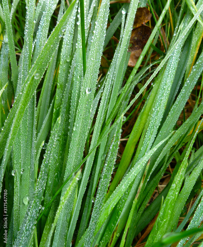 Elymus repens (wheatgrass, wheat grass, couch grass) texture. A lot of ...
