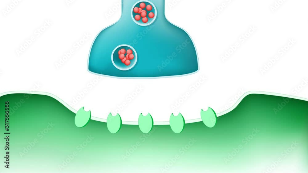 Synaptic transmission. Structure of a typical chemical synapse ...