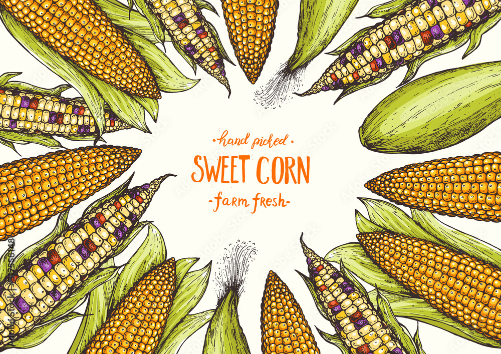 Corn on the cob hand drawn vector illustration. Top view frame. Corn ...