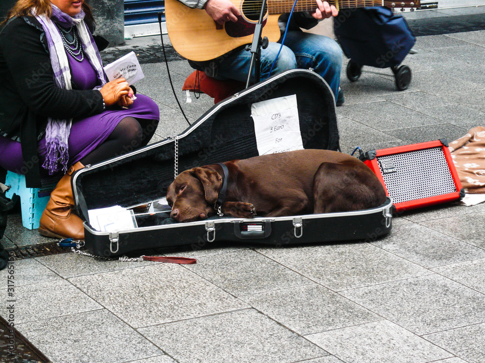 Perro vagabundo tumbado en funda de guitarra mientras recaudan monedas tocando instrumento ...